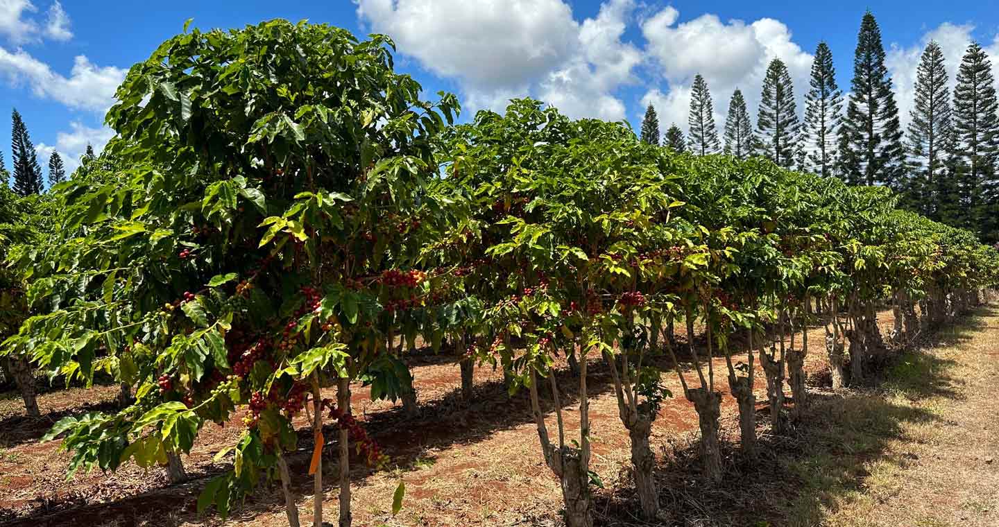 From Bean to Brew: The Story of Big Island Coffee